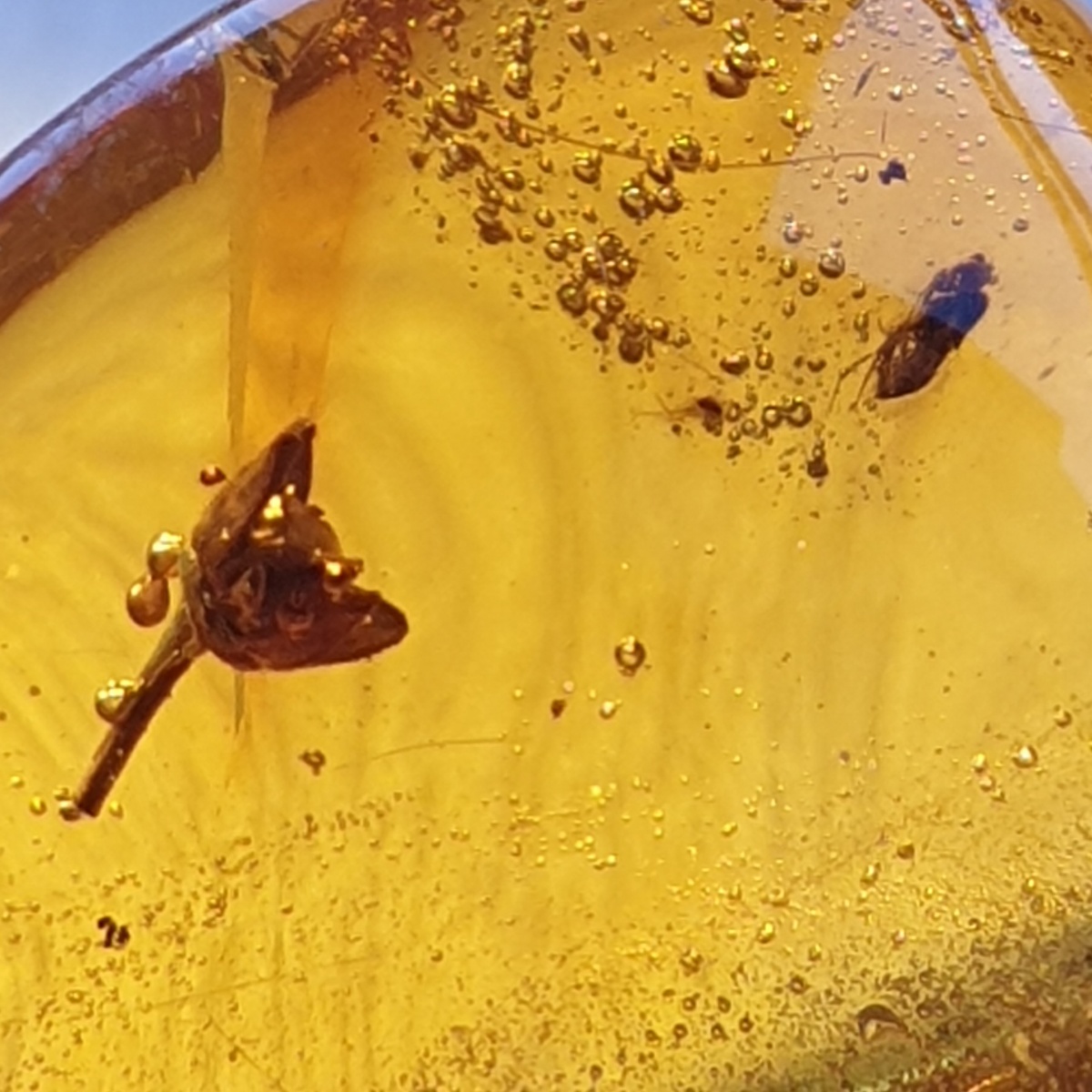 Ambra fossile con insetto - Didoni