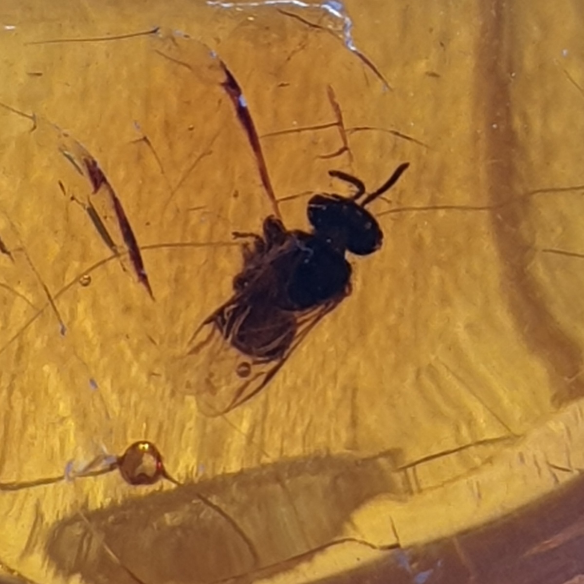 Ambra fossile con insetto - Didoni