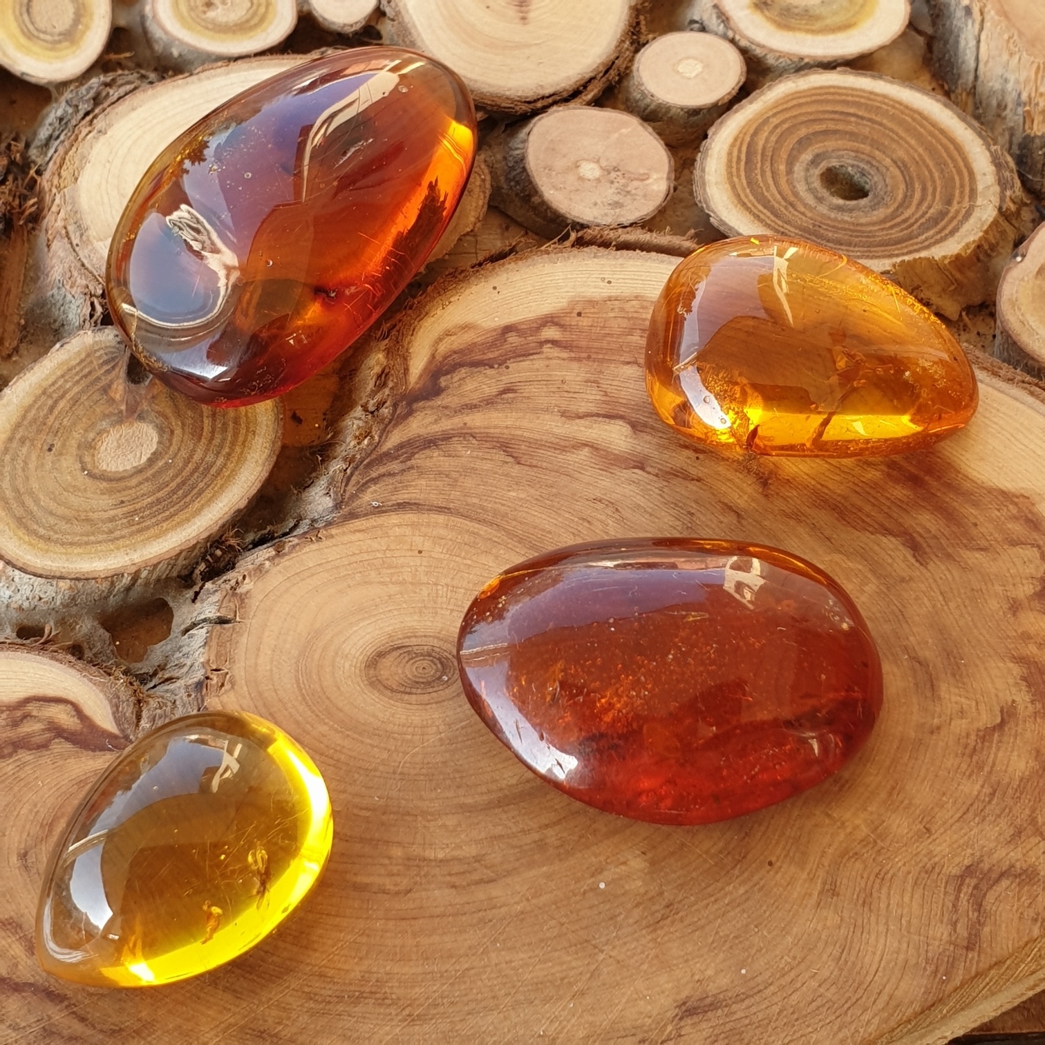 Ambra fossile con insetto - Didoni